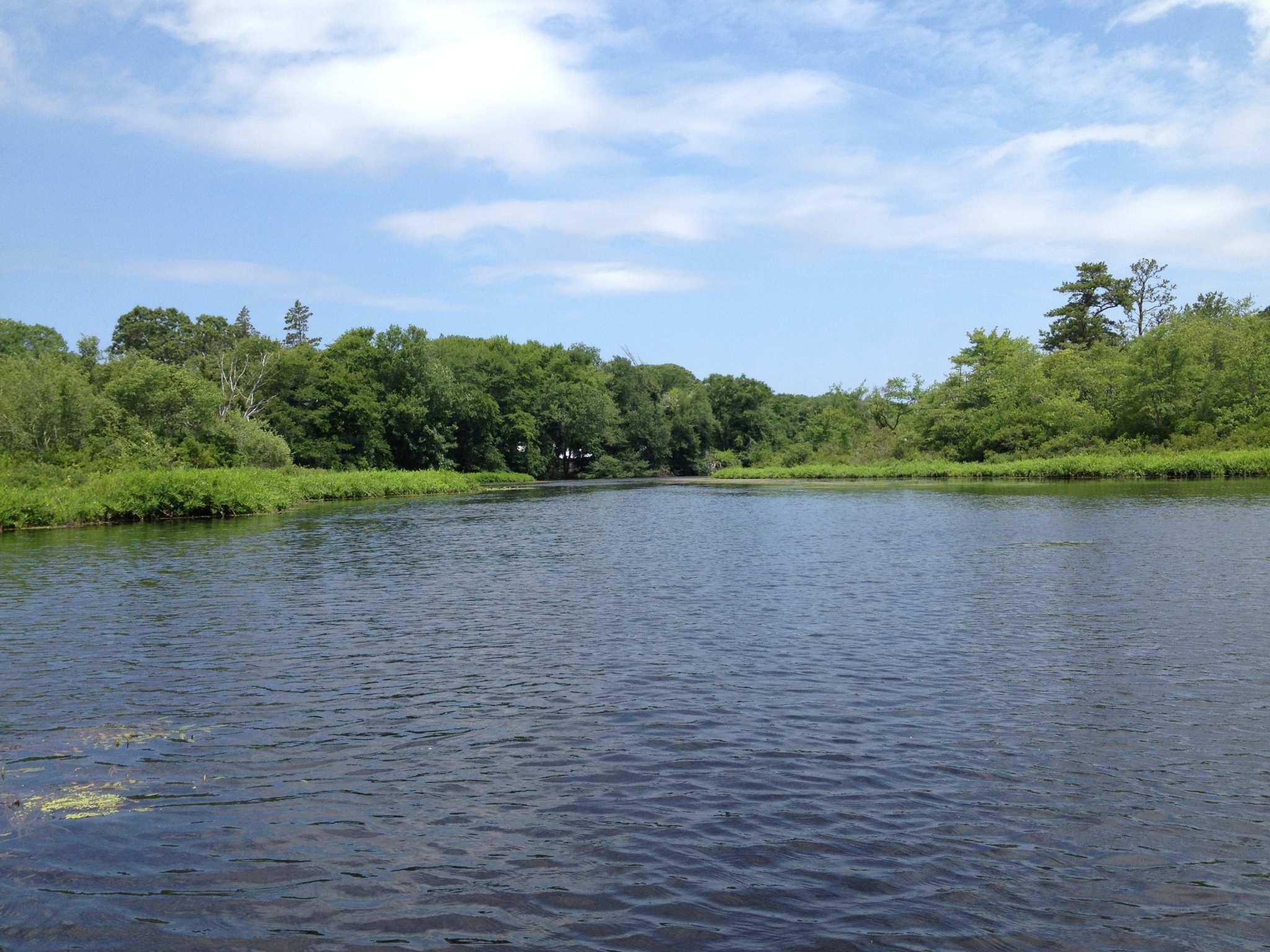 Flora & Fauna – Peconic Estuary Partnership