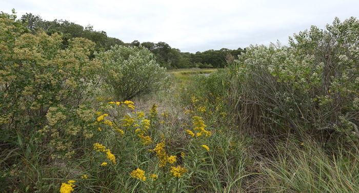 Flora & Fauna – Peconic Estuary Partnership