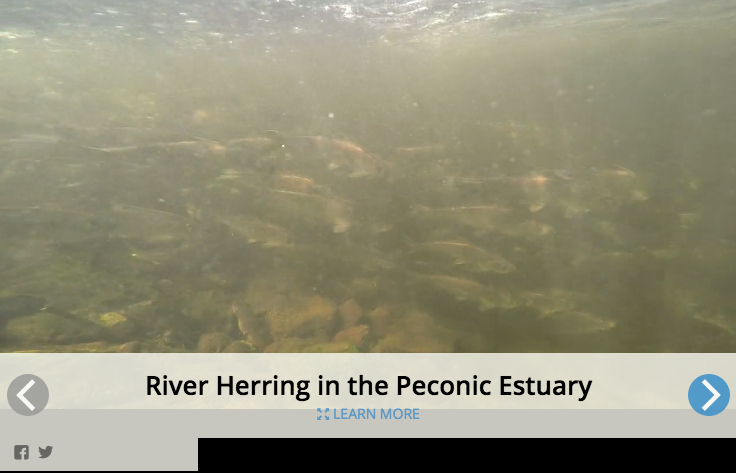Alewife – Peconic Estuary Partnership