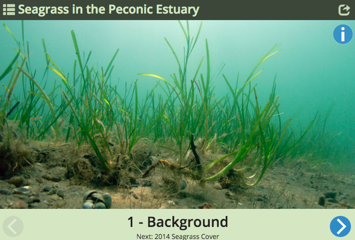 Seagrass – Peconic Estuary Partnership