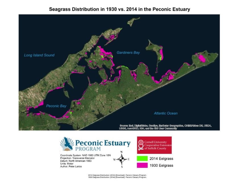 Seagrass – Peconic Estuary Partnership