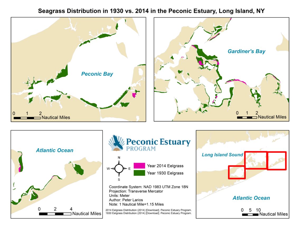 Seagrass – Peconic Estuary Partnership