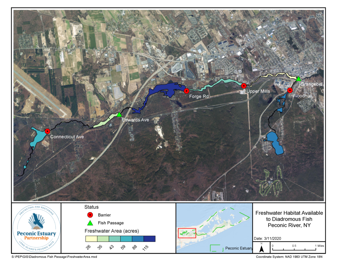Progress in Diadromous Fish Habitat Restoration – Peconic Estuary ...