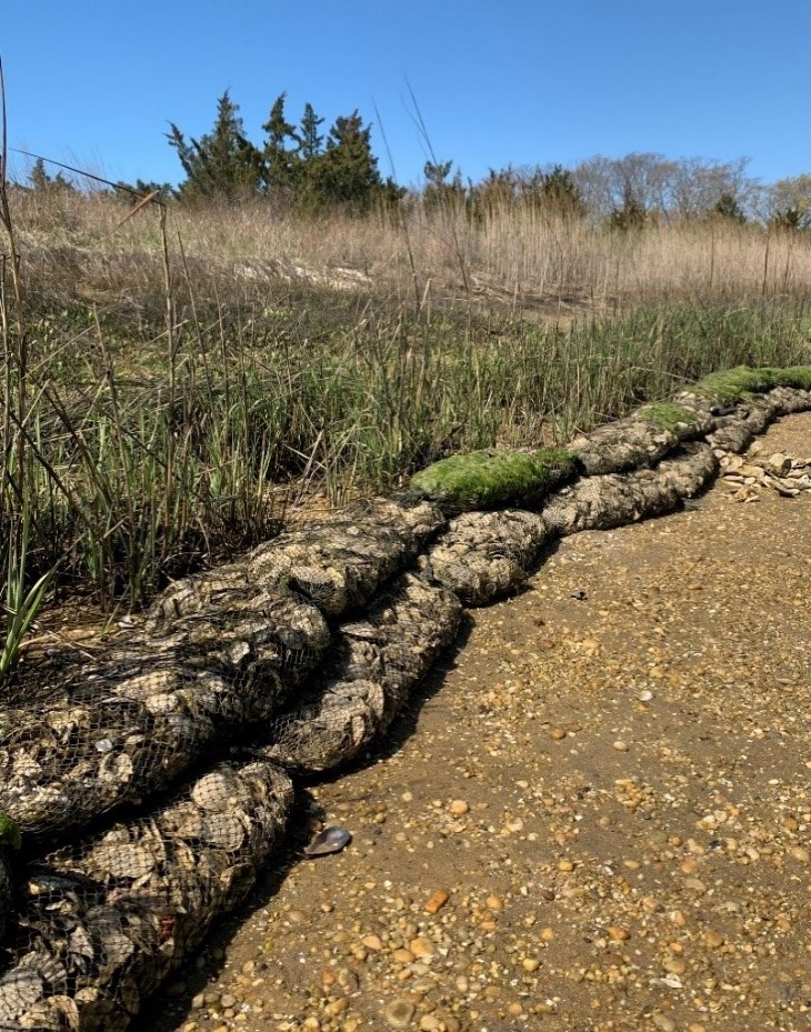 Demonstration Living Shoreline Project – Peconic Estuary Partnership