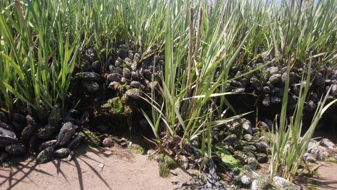 Demonstration Living Shoreline Project – Peconic Estuary Partnership