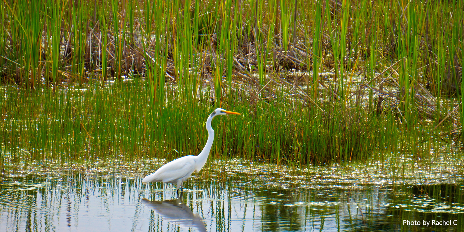 Potential Agricultural BMPs – Peconic Estuary Partnership